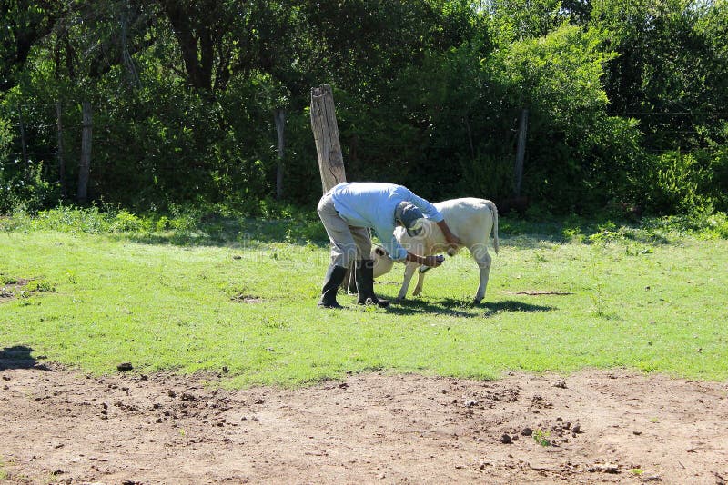 Curing calf editorial stock image. Image of calf, veterinary - 42803039
