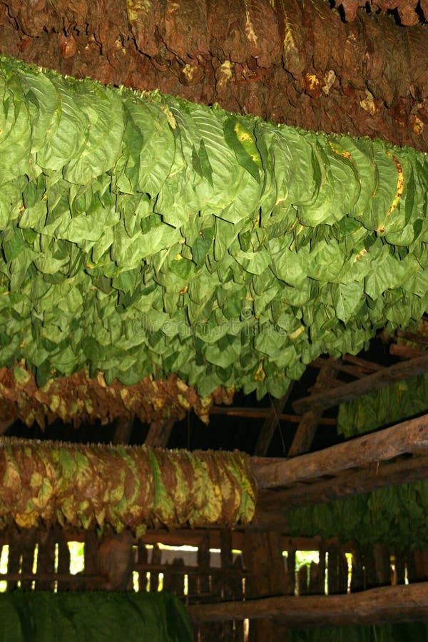 Curing Tobacco stock photo. Image of rustic, curing, barn - 1405446