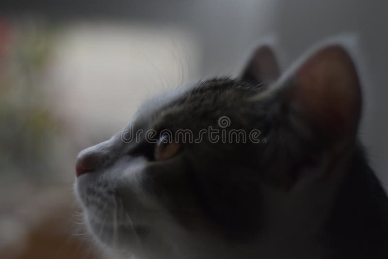 Curios cat stock image. Image of curios, attention, looking - 229977393