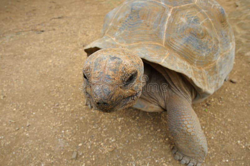 Curios turtle stock photo. Image of africa, curios, shell - 77639262