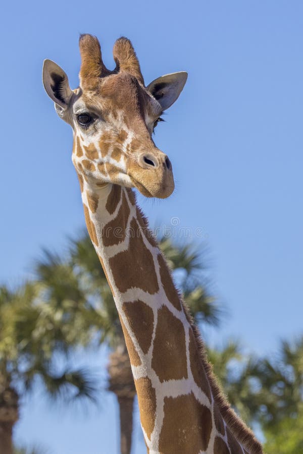 Curiosa jirafa closeup imagen de archivo. Imagen de jirafa - 250785667