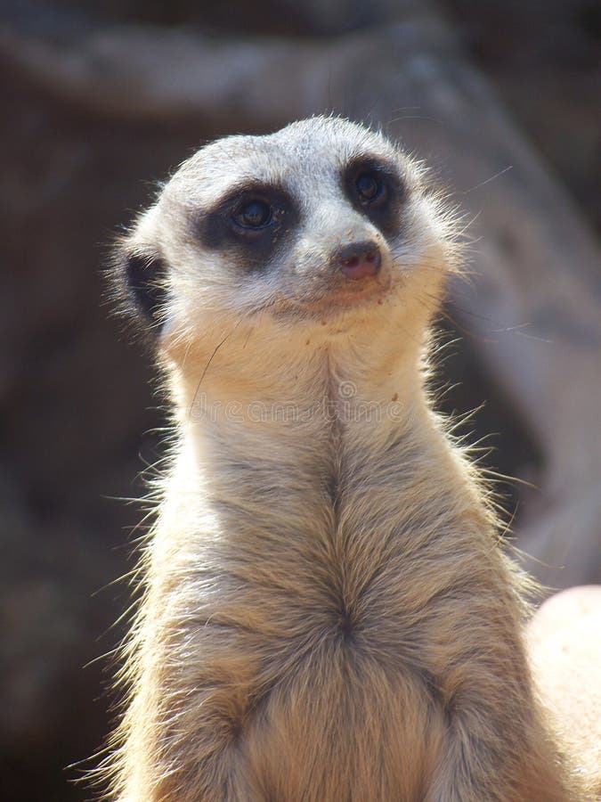 Curiosity stock photo. Image of animals, lezion, strange - 13213710