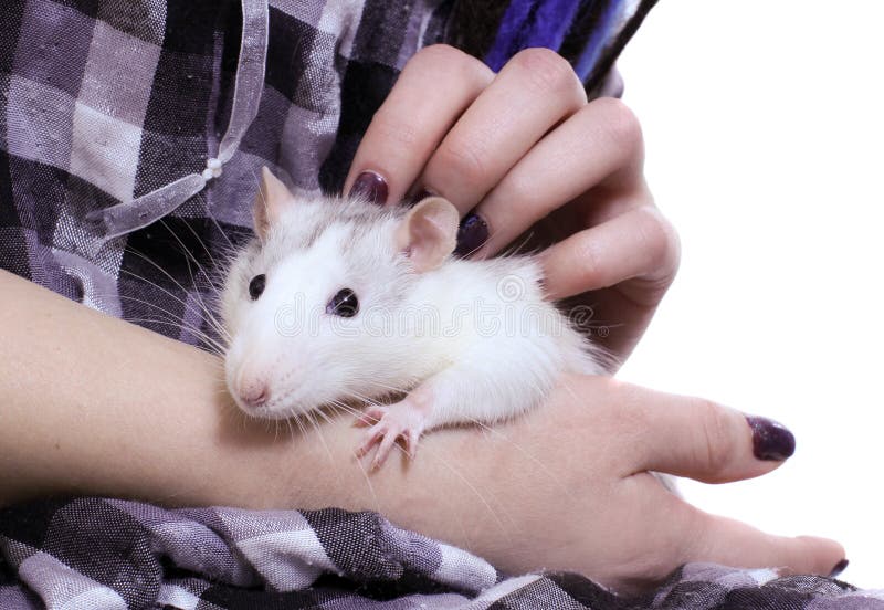 Curiosity stock image. Image of animal, eyes, homemade - 18015485