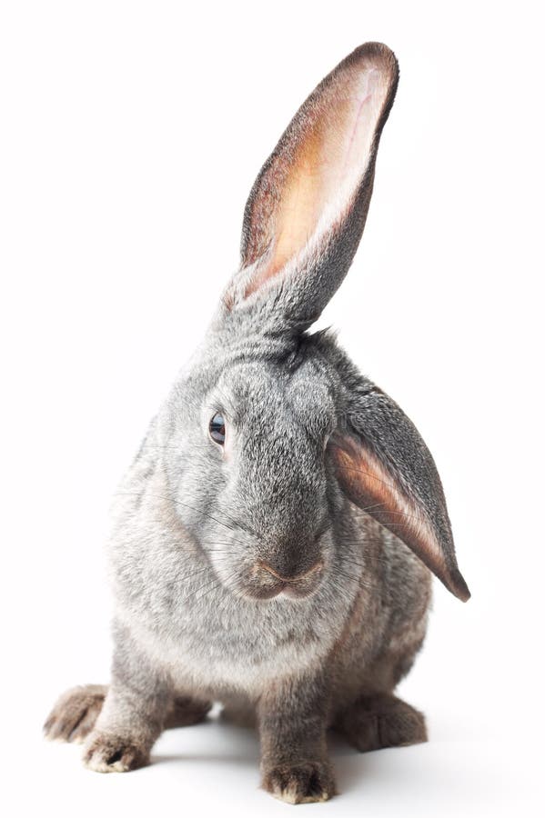 White Rabbit with a drum stock photo. Image of tail, legs - 15777084