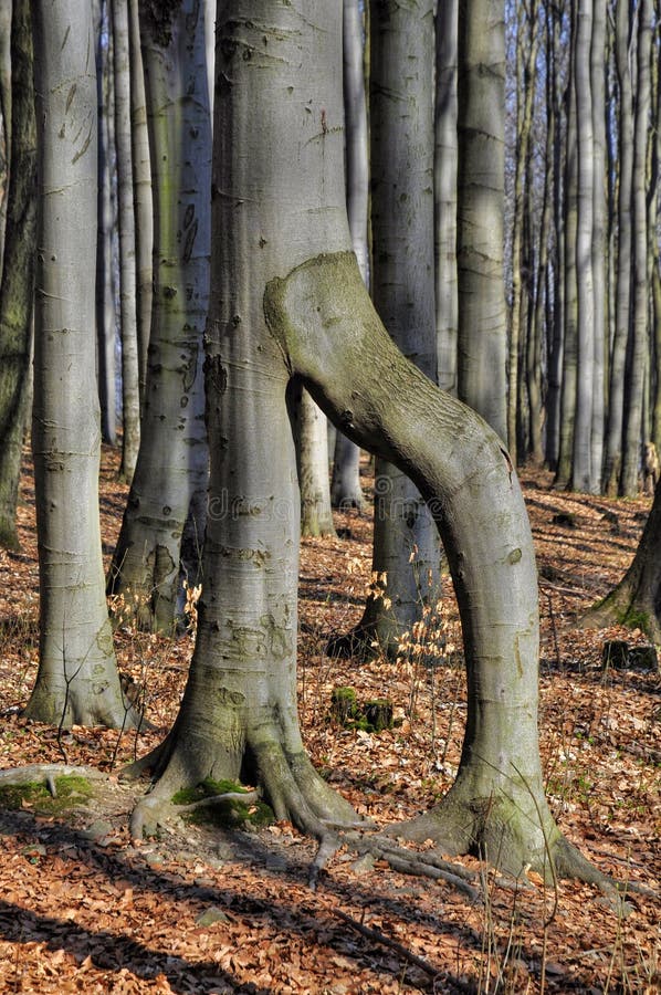 Curiosity beech stock photo. Image of forest, ecology - 38945632