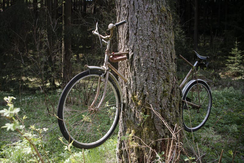 Curiosity - a Bicycle in a Tree Stock Image - Image of original, joke ...