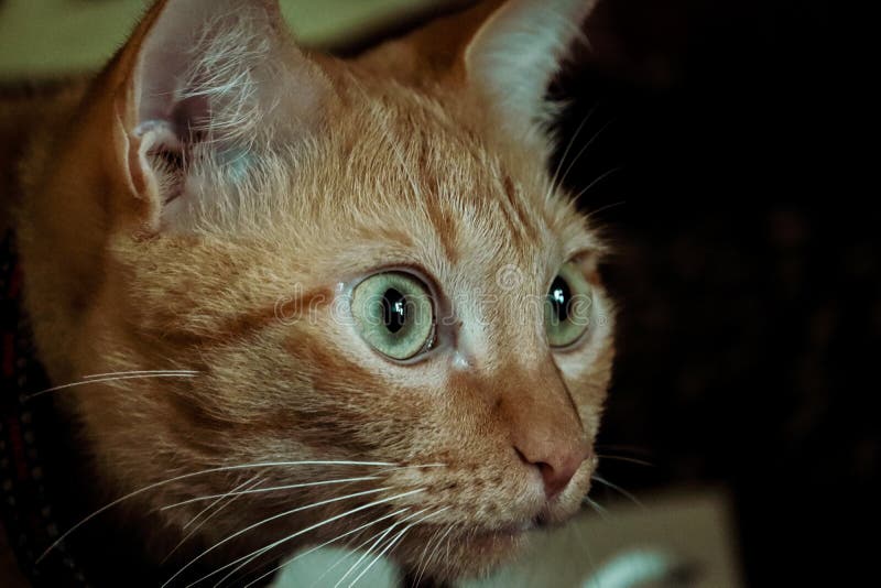 Curiosity of cat stock image. Image of animal, mammal - 189035647