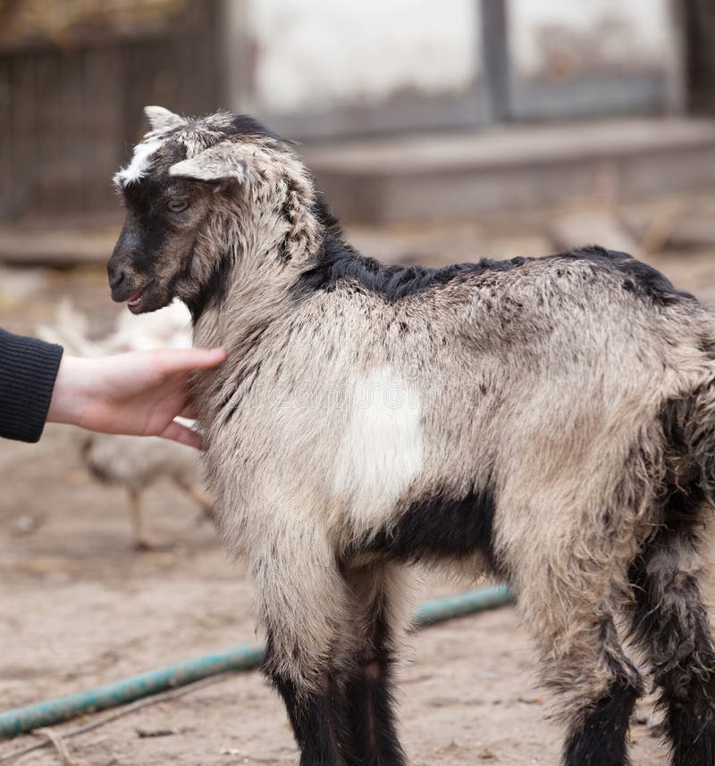 Curiosity goatlings, kids stock image. Image of hoof - 43341833