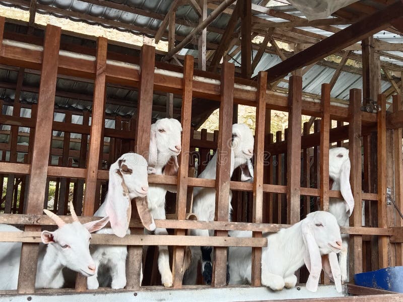 Curiosity of the goats stock image. Image of white, curiosity - 211797687