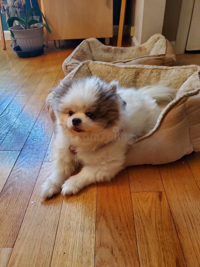 Curiosity at its laziest stock image. Image of nose - 214963399