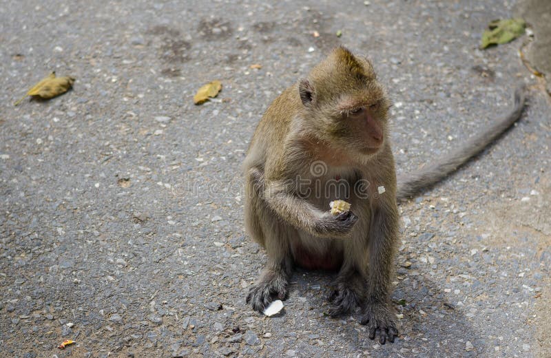 Curiosity of Monkey stock image. Image of animal, monkey - 40368221