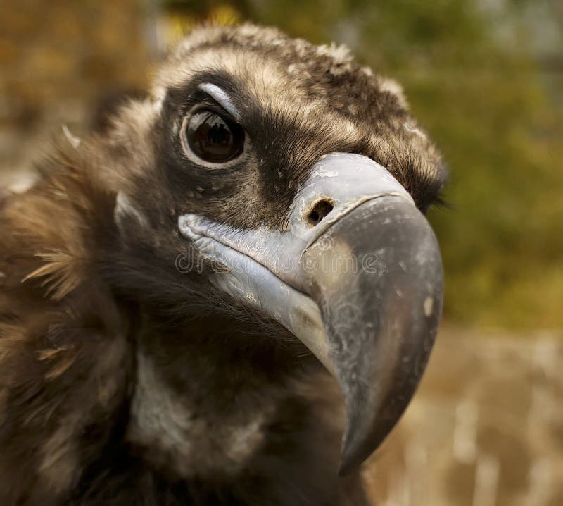 Curious stock image. Image of portrait, bird, wildlife - 25718643