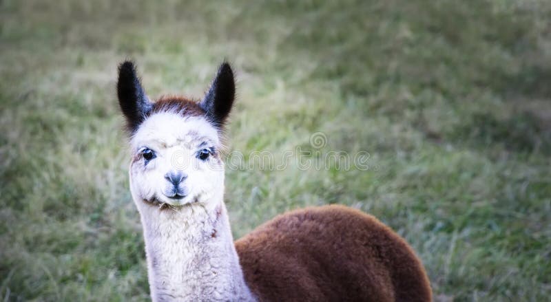 Adorable Alpaca stock image. Image of hair, expression - 35050237