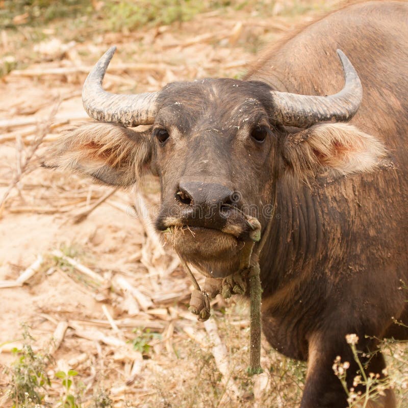 Curious Adult Water Buffalo Closeup Stock Photo - Image of environment ...