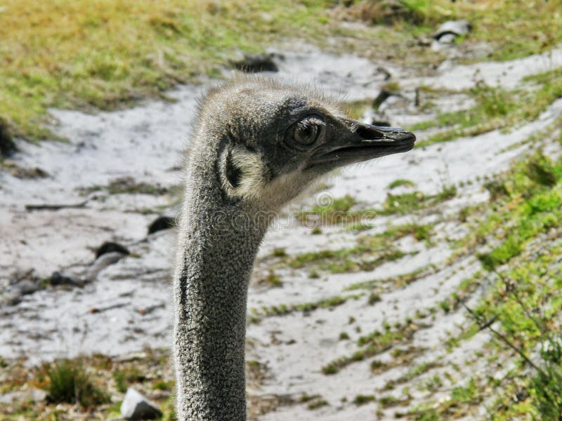 Curious African Ostrich Close-up Stock Photo - Image of forest, natural ...