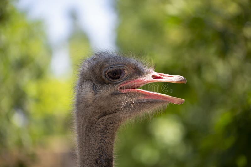 Curious African Ostrich Walking in the Paddock Stock Image - Image of ...