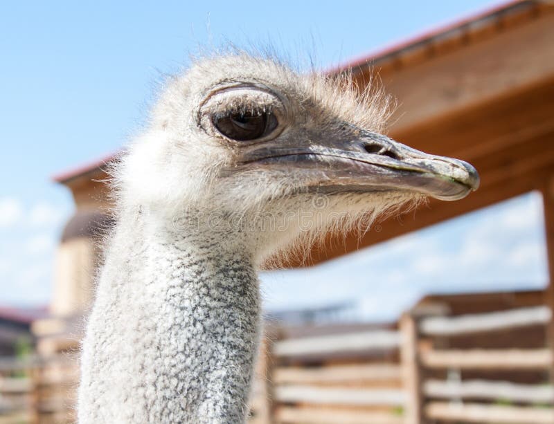 Curious african ostrich stock photo. Image of large, close - 71717888