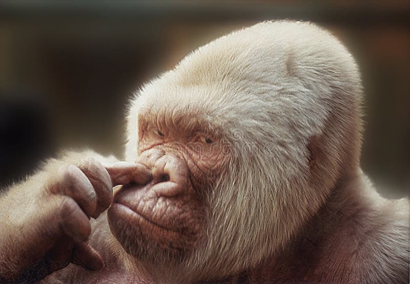 168 Monkey Finger Mouth Meme Stock Photos - Free & Royalty-Free Stock ...