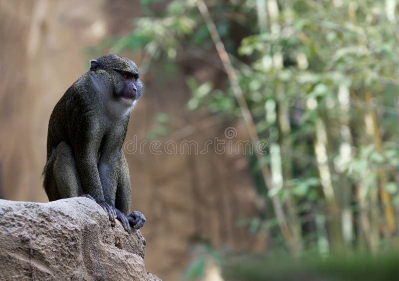 Curious Allen S Swamp Monkey Perched Atop a Large Rock Stock Image ...