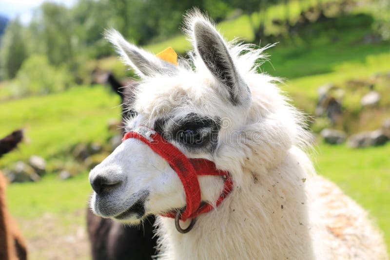 Curious alpaca in Norway stock photo. Image of livestock - 87849800