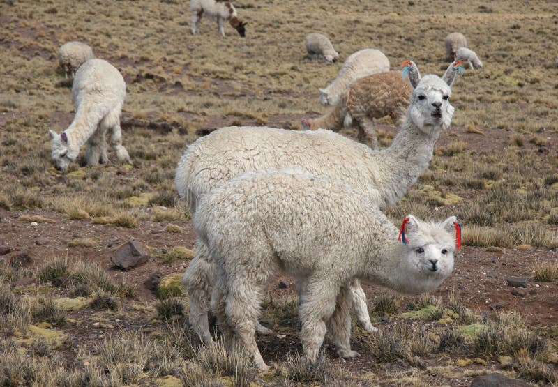Curious Alpacas Picture. Image: 5232536