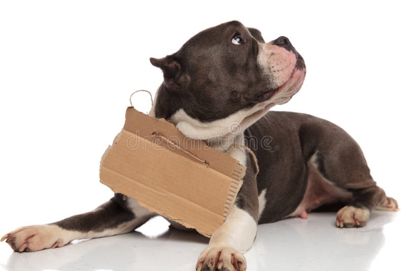 Curious American Bully with Empty Sign Around Neck Lying Stock Photo ...