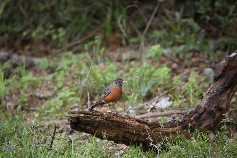 Curious Robin stock image. Image of creatures, funny - 30222231