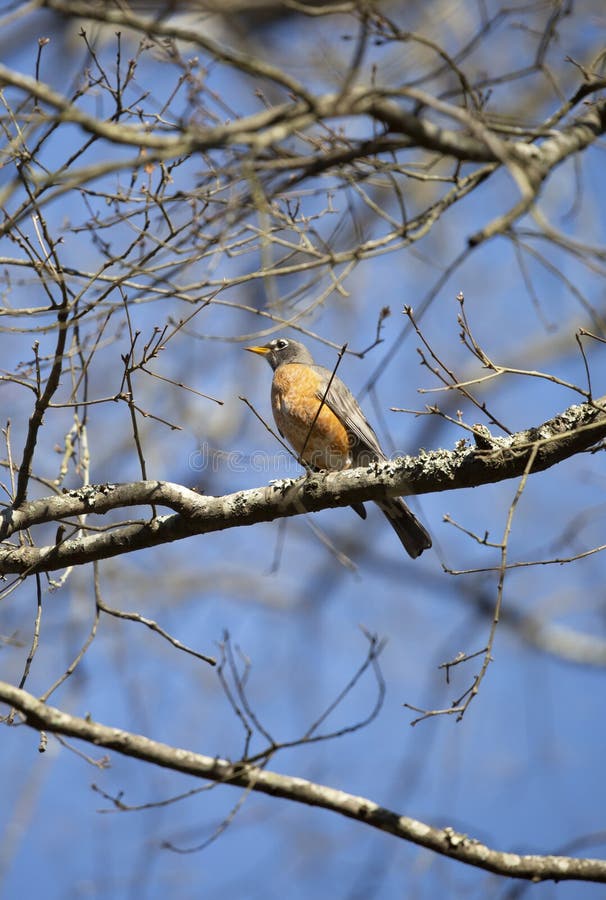 Curious American Robin stock image. Image of ornithology - 213924127