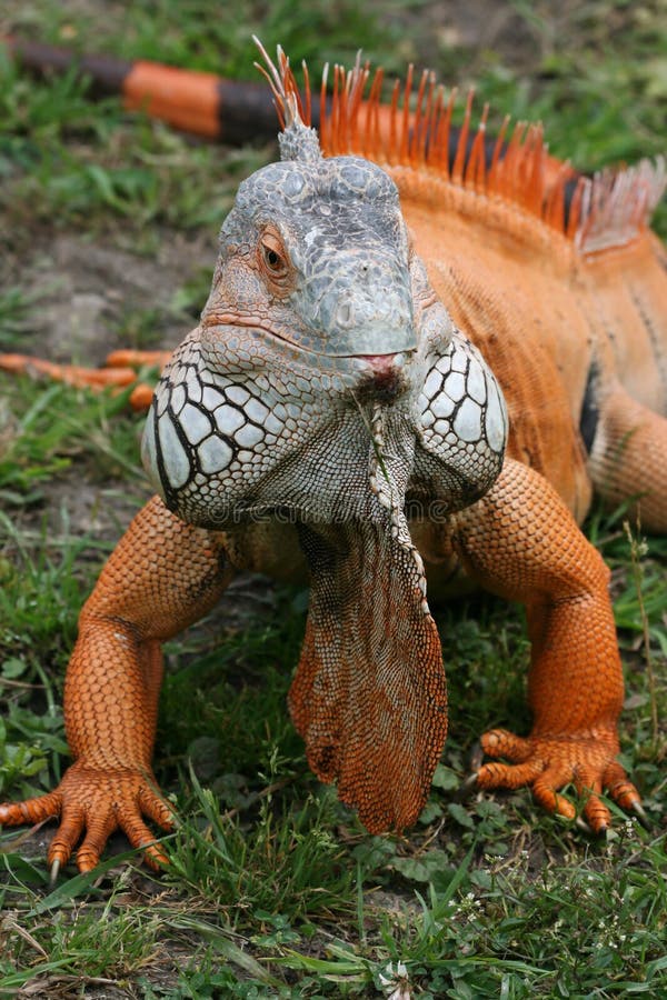 Curious animal stock image. Image of iguana, carcass - 10067805