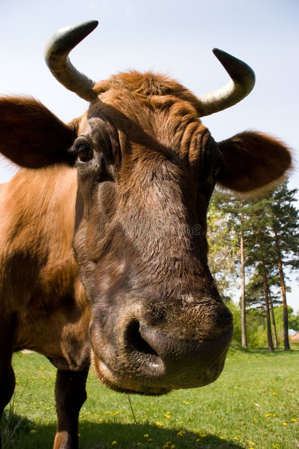 Curious bull stock image. Image of bull, farming, hair - 7372143