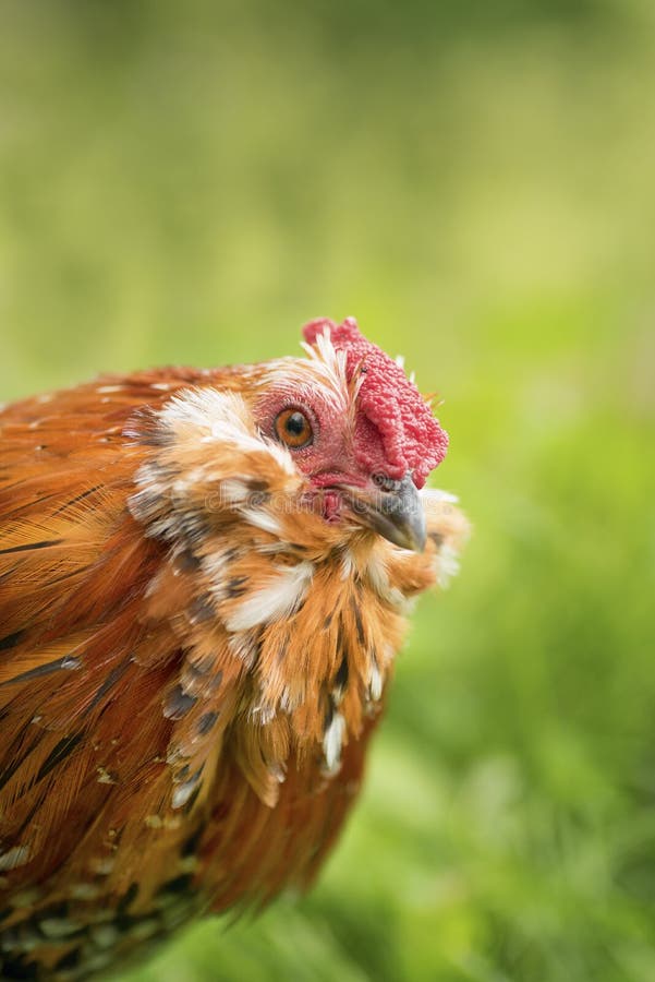 Curious Antwerp rooster stock image. Image of green, head - 96576251