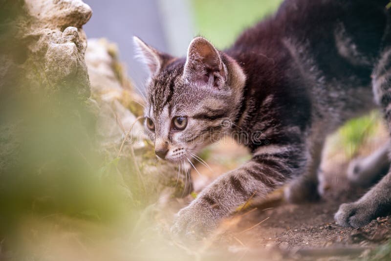 Curious Baby Cat Exploring Its Environment Stock Photo - Image of small ...
