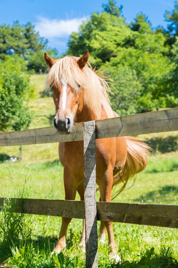Curious, Beautiful Brown Horse at a Paddock Stock Photo - Image of mane ...