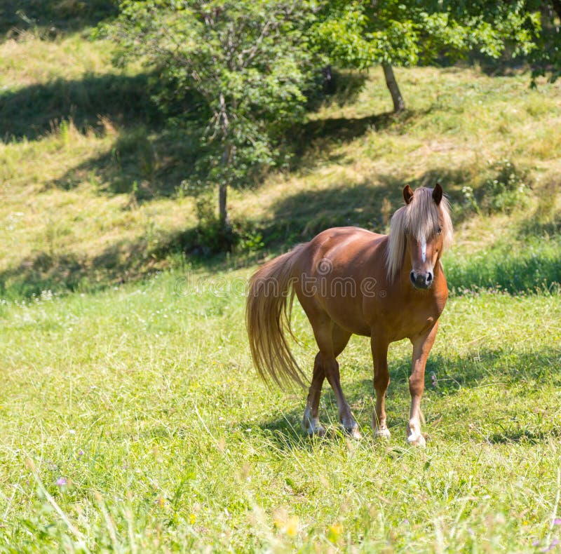 Curious, Beautiful Brown Horses at a Paddock Stock Photo - Image of ...