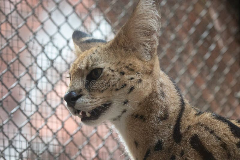 Close Up Serval Cat Stock Image Image Of Portrait Staring 252696187