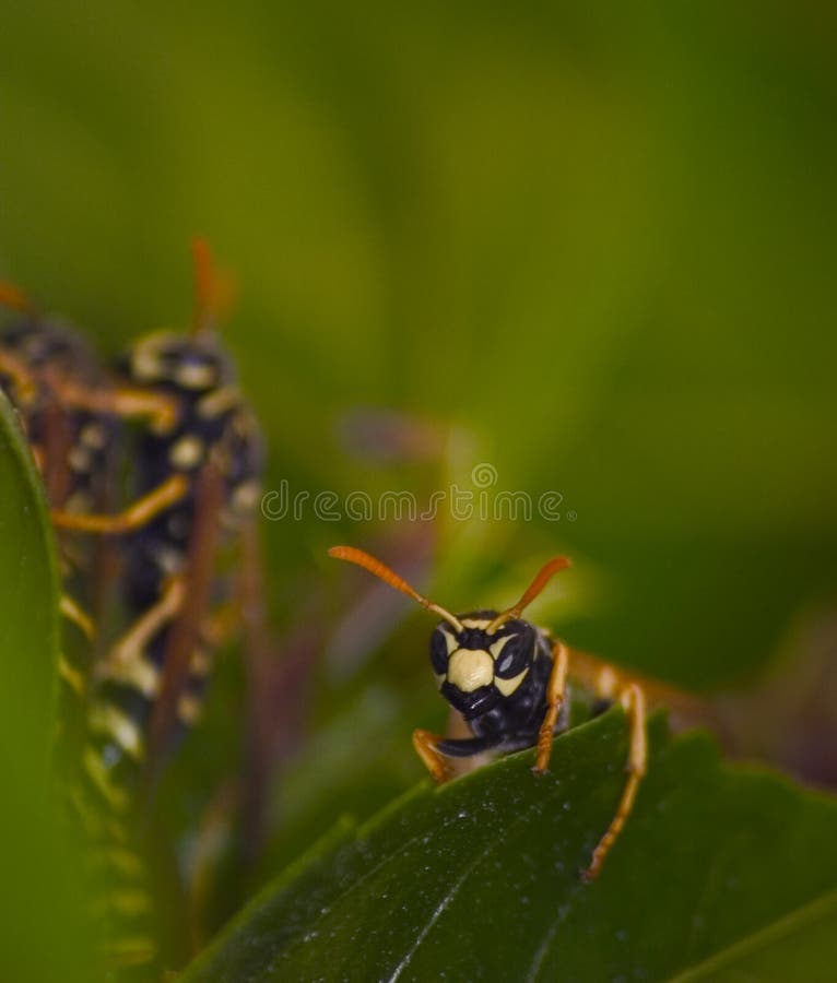 Curious Bee stock image. Image of insects, close, wings - 197335