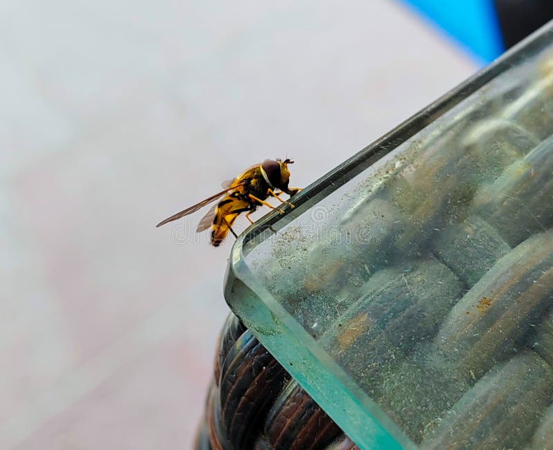 A Curious Bee on the Edge of a Table Stock Photo - Image of glass ...