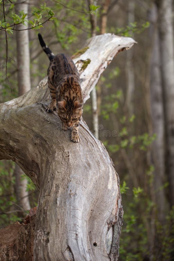 Curious Bengal Cat Walking on the Tree in Forest. Stock Photo - Image ...
