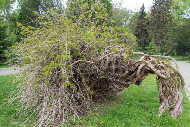 Curious bent tree stock image. Image of bend, branch - 40869093