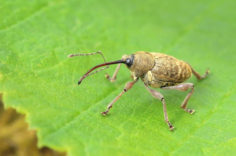 Curious Big Nosed Beetle Nut Weevil Stock Photo - Image of macro ...