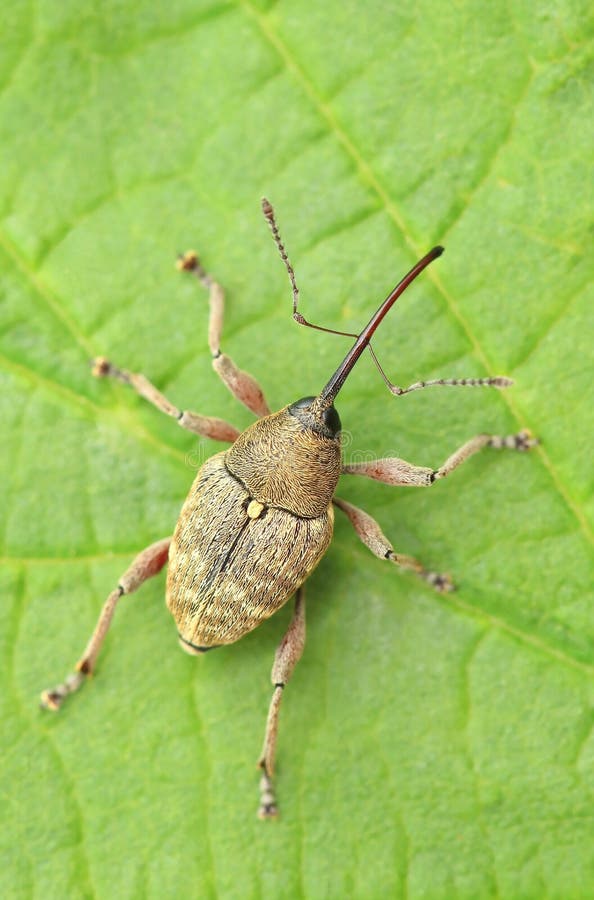 Curious Big Nosed Beetle Nut Weevil Stock Photo - Image of weevil ...