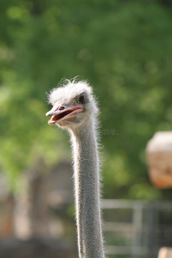 Curious bird stock photo. Image of nature, naturally, looking - 3039628