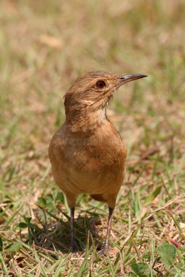 Curious Bird Picture. Image: 3345070