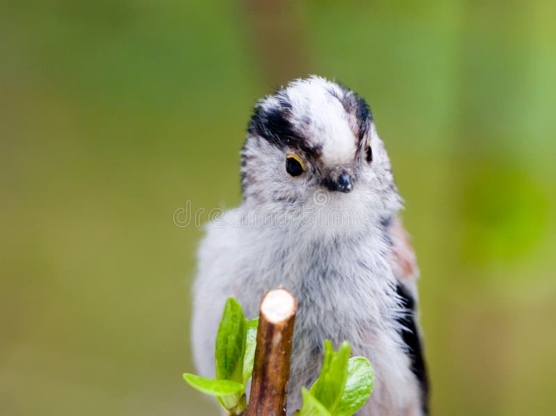 Curious bird stock image. Image of forest, branch, beautiful - 7584759