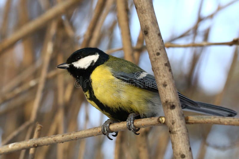 Curious bird stock image. Image of claws, attention, enjoy - 49448315