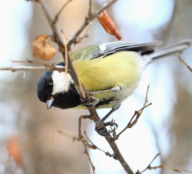 Curious bird stock image. Image of daylight, dreaming - 50090527