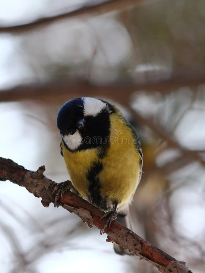 Curious bird stock image. Image of color, forest, birds - 50753651