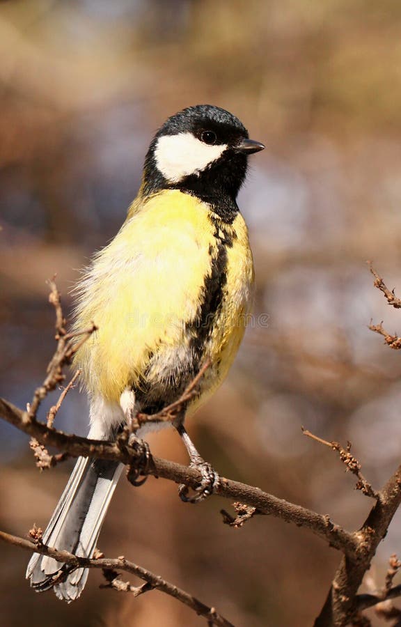 Curious bird stock photo. Image of beautiful, back, daylight - 51300390