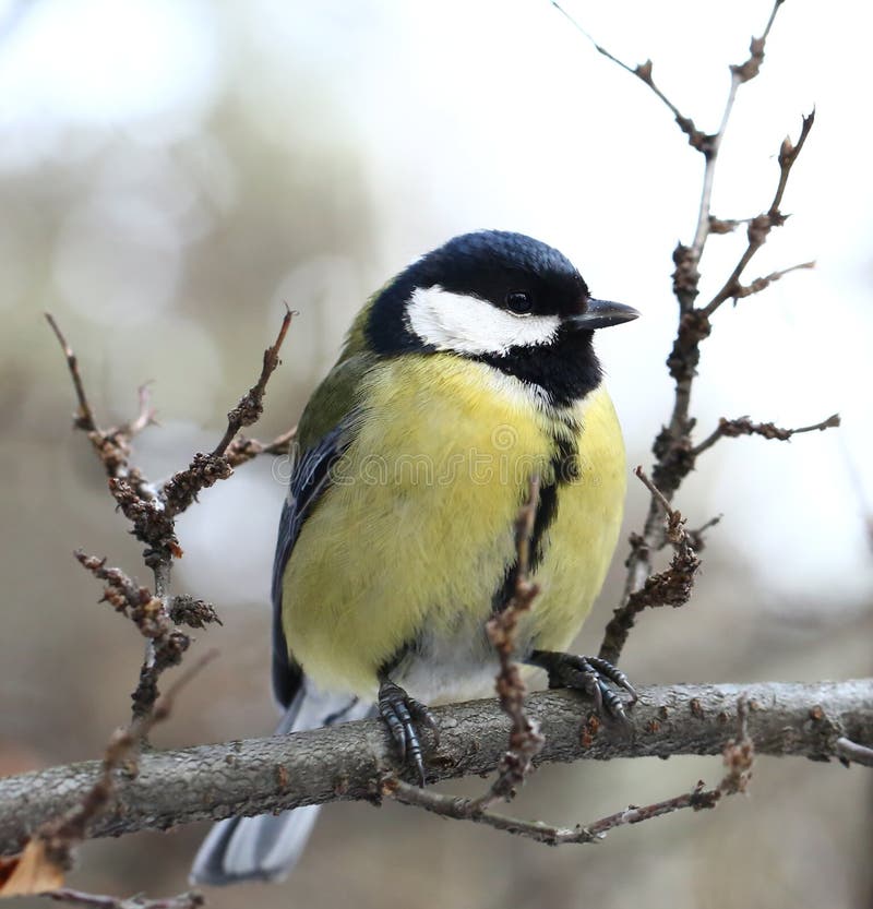 Curious bird stock photo. Image of closeup, appetite - 50311136