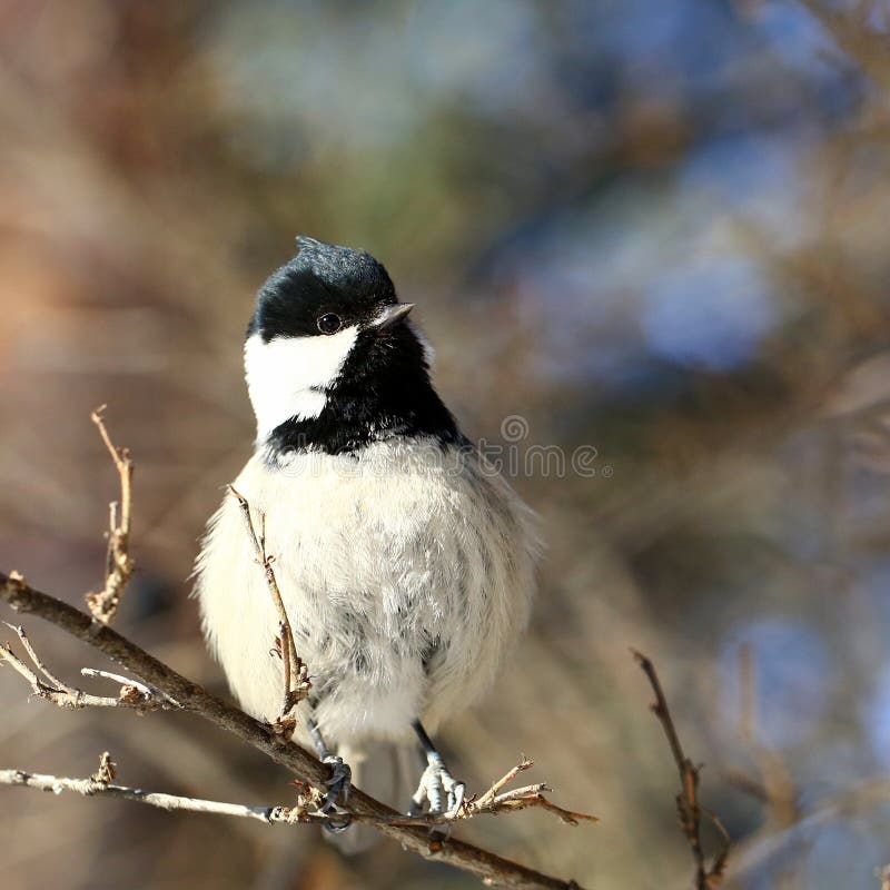 Curious bird stock image. Image of background, funny - 49304867